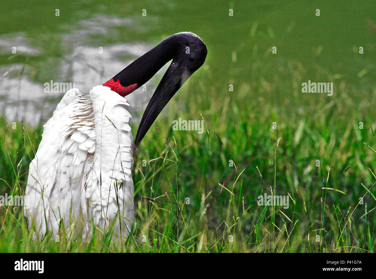 Zooparque de Itatiba-SP Jaburu TUIUIÚ Ave Ave símbolo do Pantanal Stock ...