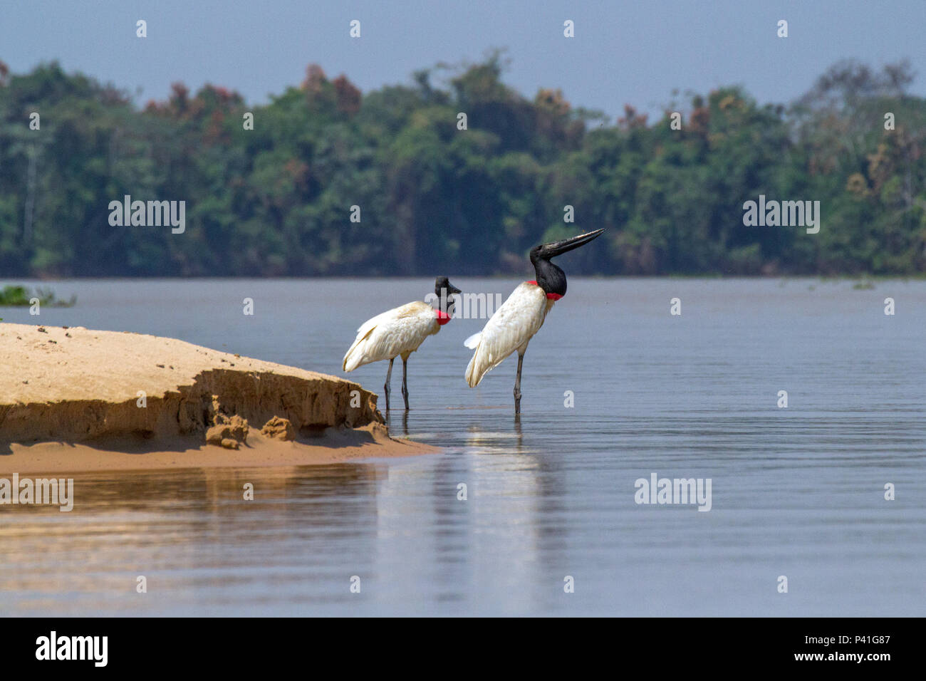 Símbolo de flora hi-res stock photography and images - Alamy