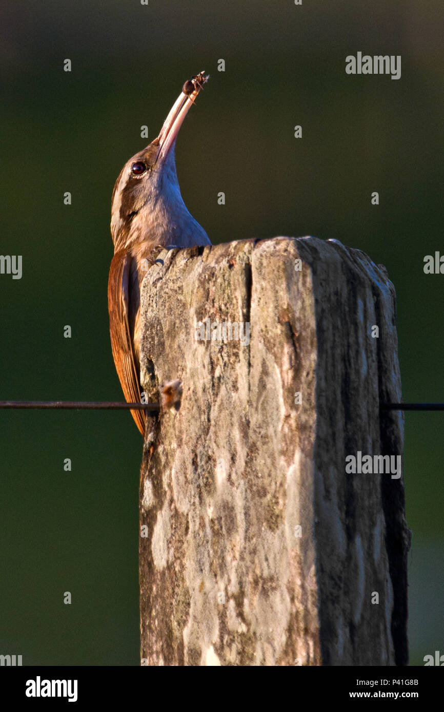 Arapacu gigante hi-res stock photography and images - Alamy