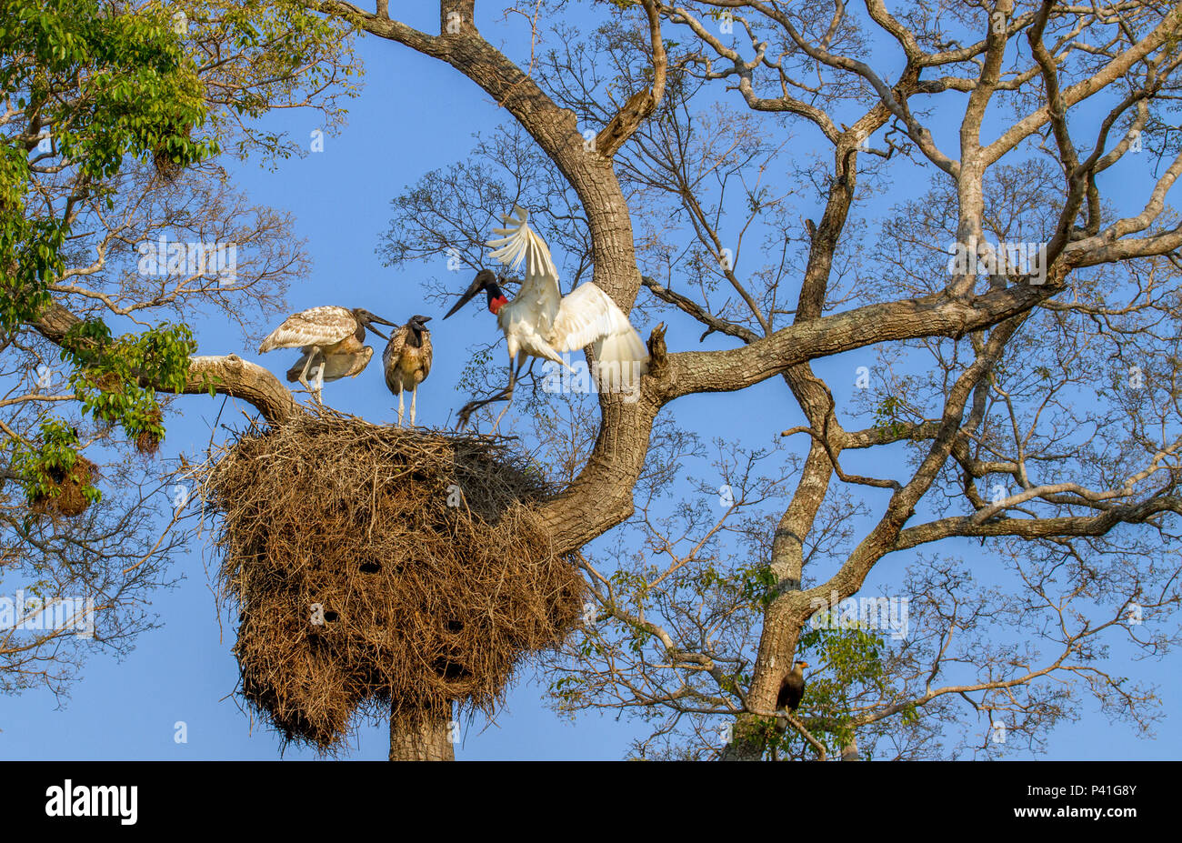 Fazenda Pouso Alegre - Poconé MT Tuiuiú ninho de Tuiuiú ninho com ...