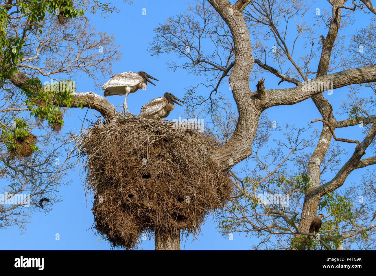 Poconé - MT Tuiuiú ninho de Tuiuiú ninho com filhotes de Tuiuiú ...