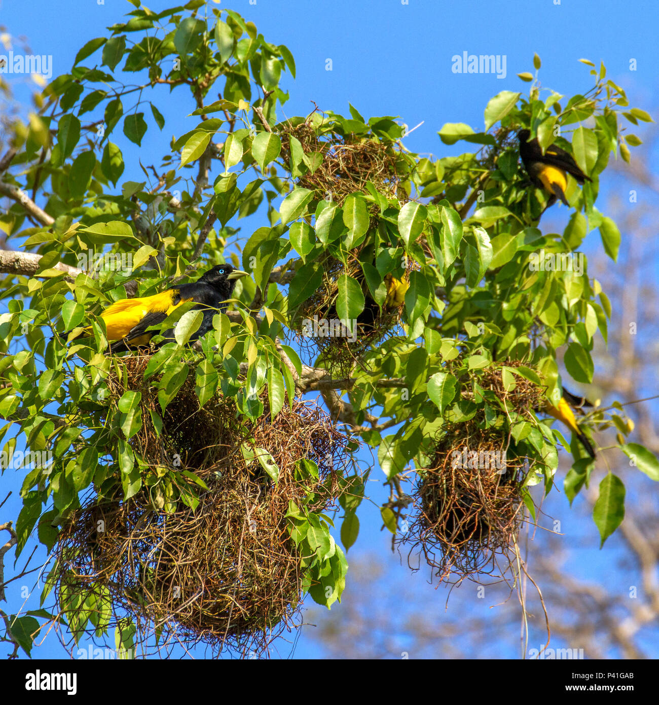 Ninho da ave xexeu hi-res stock photography and images - Alamy