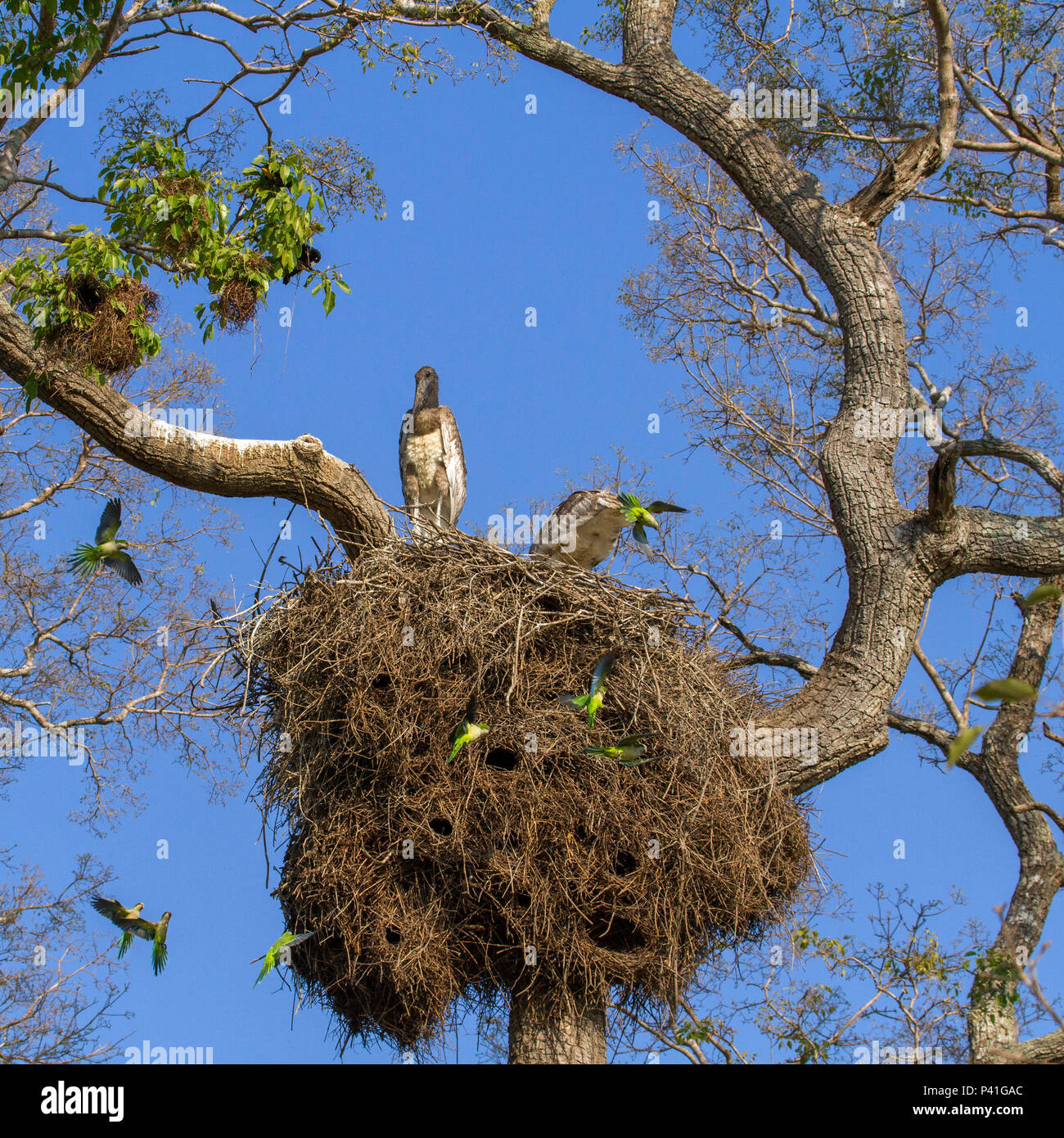 Poconé - MT Tuiuiú ninho de Tuiuiú ninho com filhotes de Tuiuiú ...