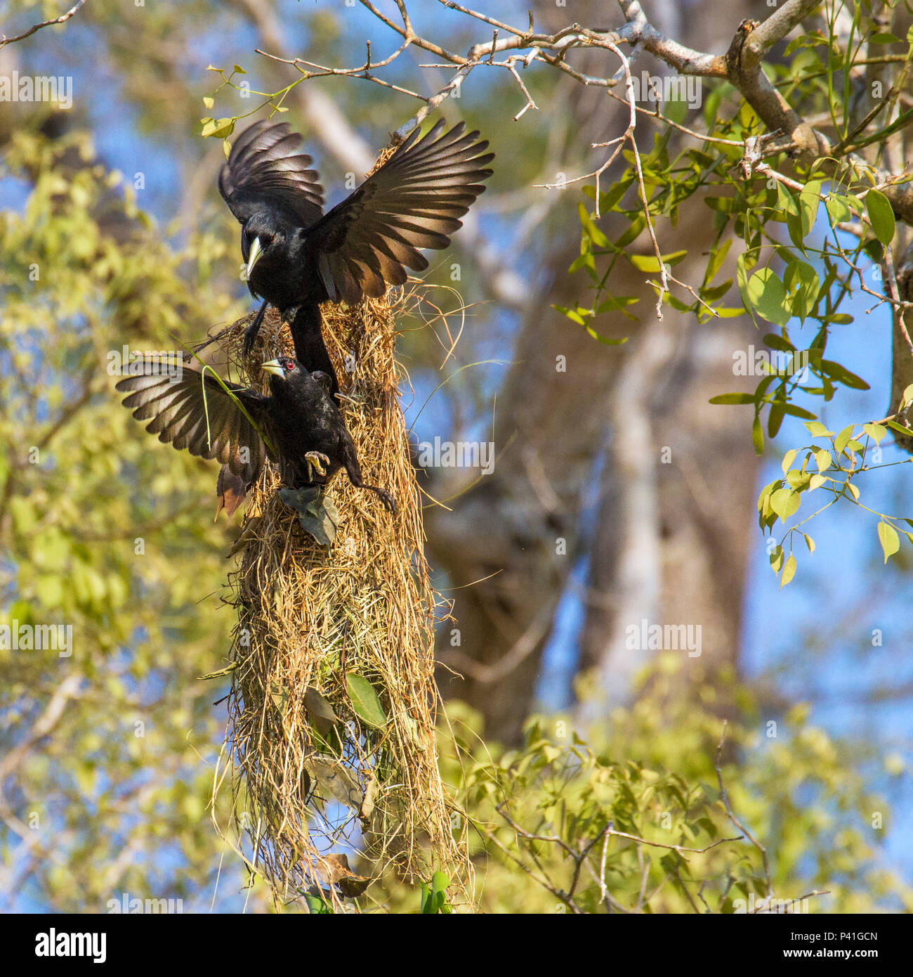 Xexeu bico de osso hi-res stock photography and images - Alamy