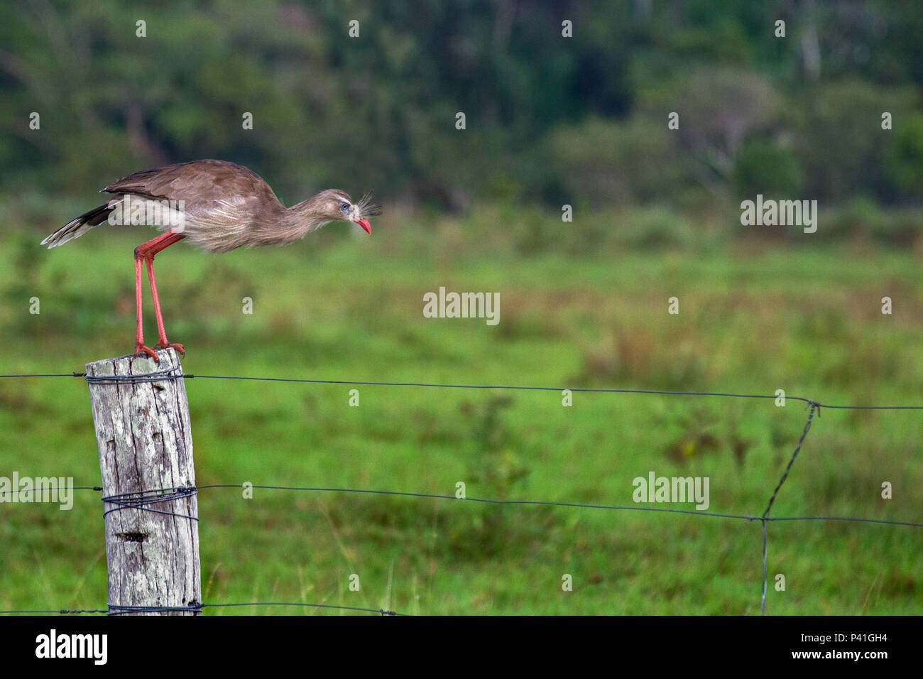 Sariema ceara e seriema de pe vermelho hi-res stock photography and ...