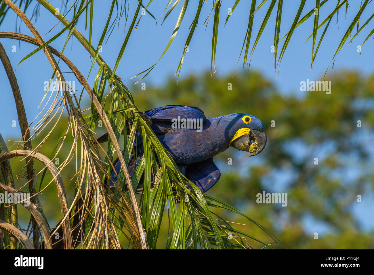 Arara hiacinta hi-res stock photography and images - Alamy