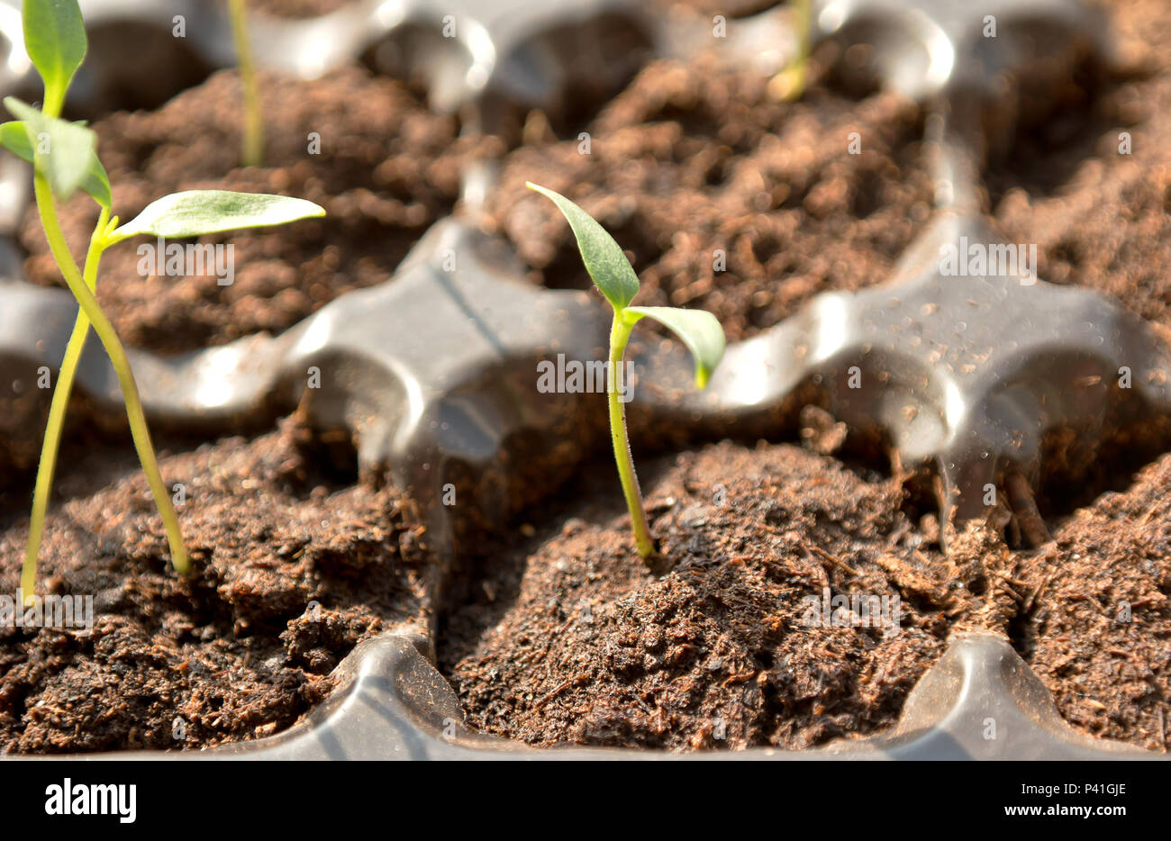 Small sprouts on seedlings of vegetable plants pepper Stock Photo - Alamy