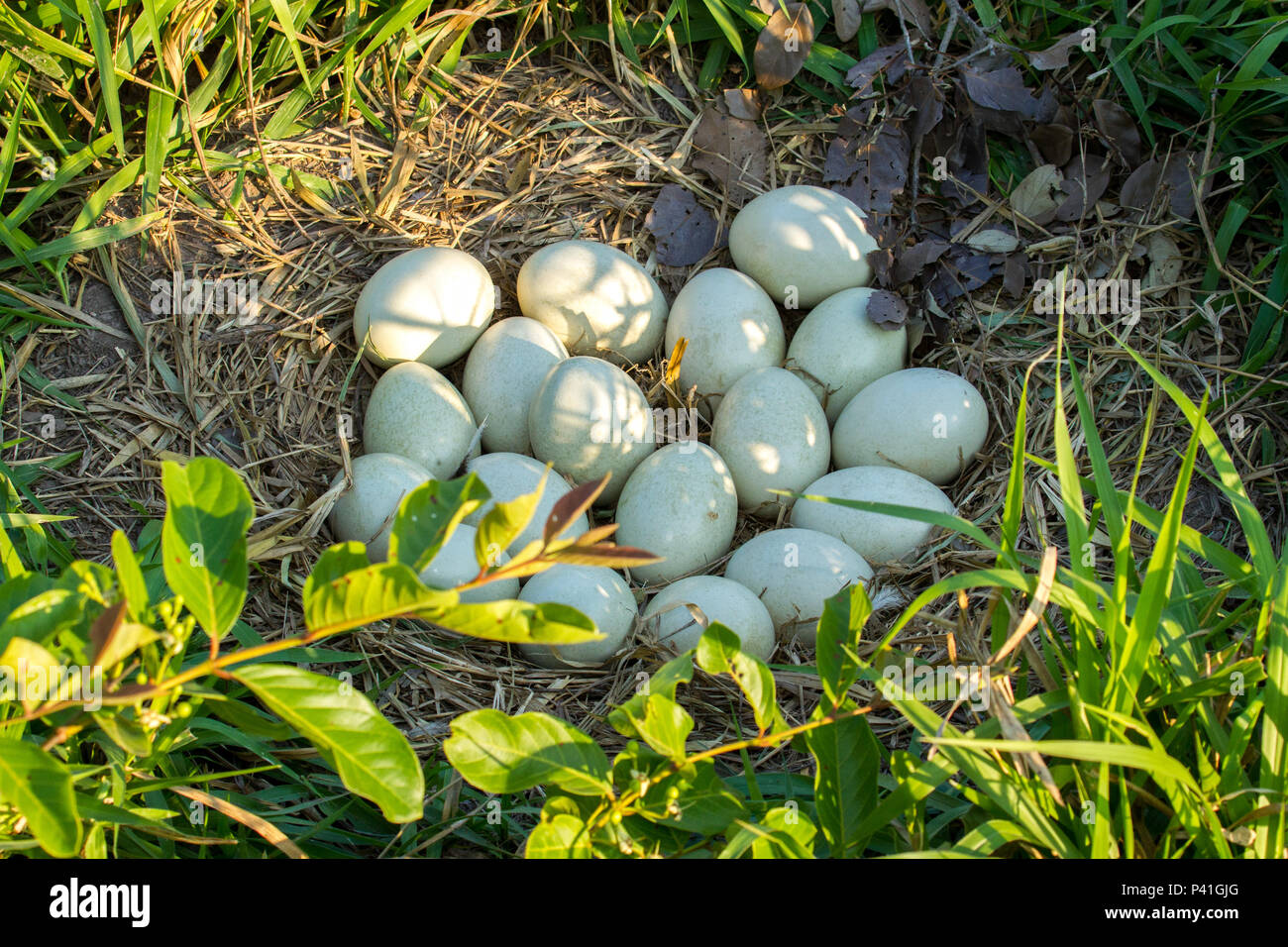 Ovos de ema hi-res stock photography and images - Alamy