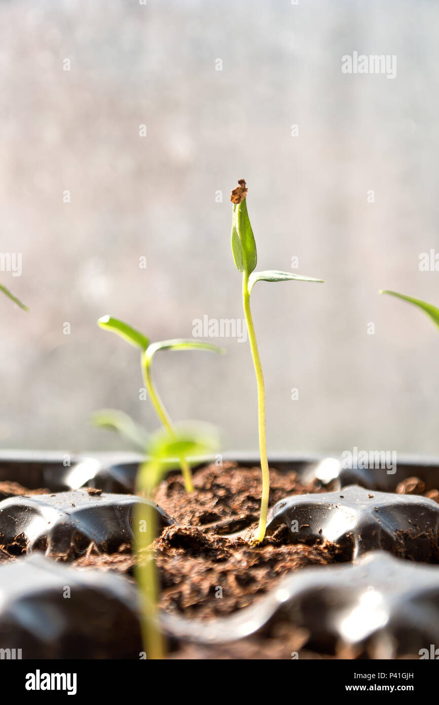 Small sprouts on seedlings of vegetable plants pepper Stock Photo - Alamy