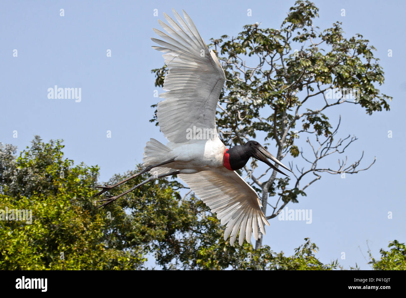Rio Vermelho - Corumbá - MS Tuiuiú jaburru jaburu tuim-de-papo-vermelho ...