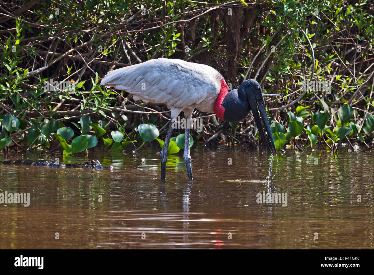 Rio Vermelho- Corumbá - MS tuim-de-papo-vermelho tuiuiú jabiru Jabiru ...