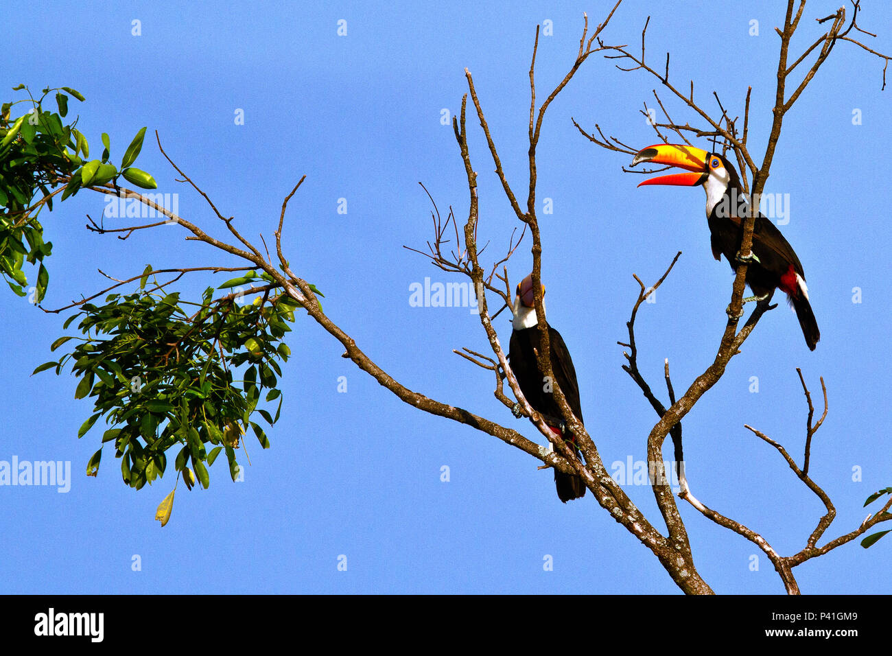 Miranda - MS Stock Photo - Alamy