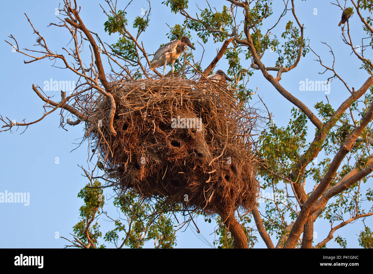 Rio vermelho - Corumbá - MS Tuiuiú ninho de Tuiuiú ninho de Tuiuiú com ...
