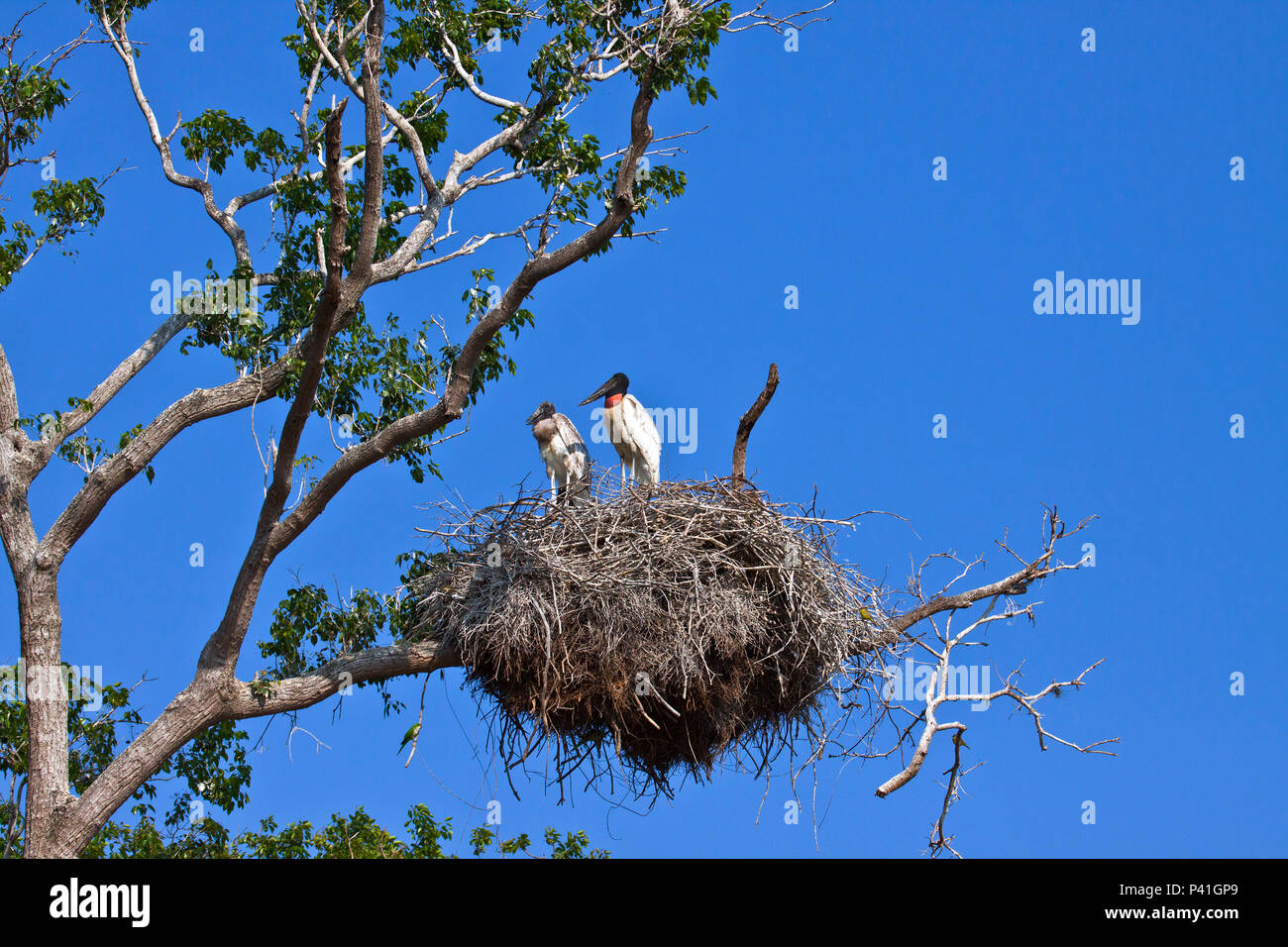 Filhotes de tuiuiu hi-res stock photography and images - Alamy
