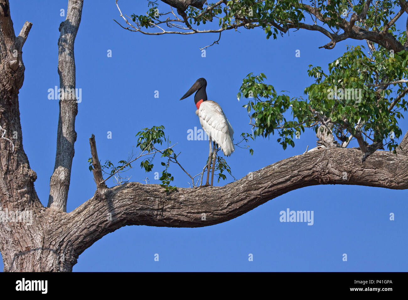 Rio Vermelho - Corumbá - MS Tuiuiú jaburru jaburu tuim-de-papo-vermelho ...
