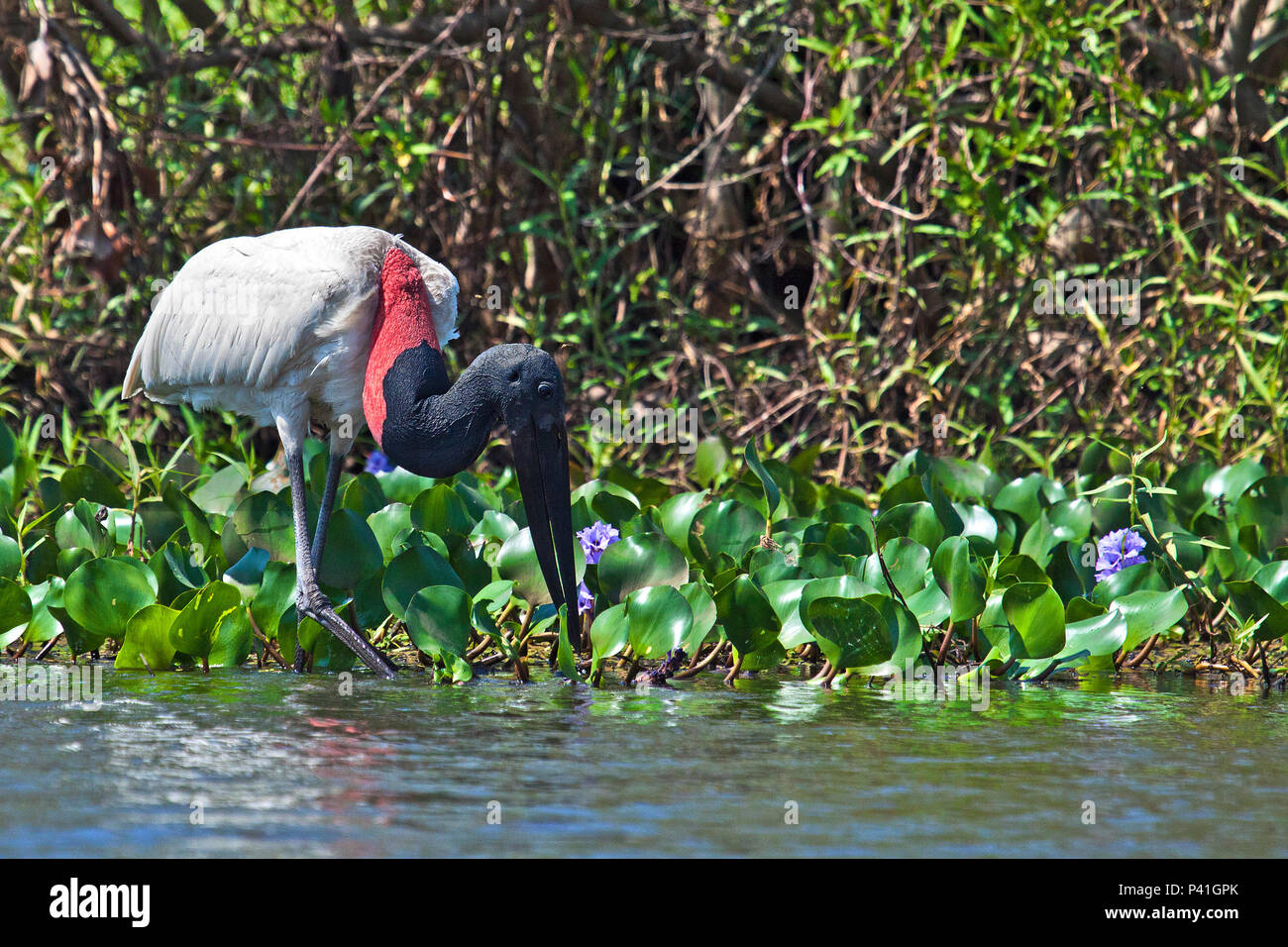Rio vermelho - Corumbá - MS Tuiuiú jaburru jaburu tuim-de-papo-vermelho ...