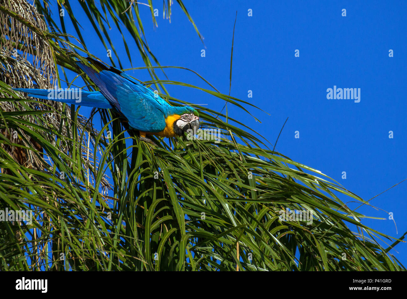 Arauna hi-res stock photography and images - Alamy