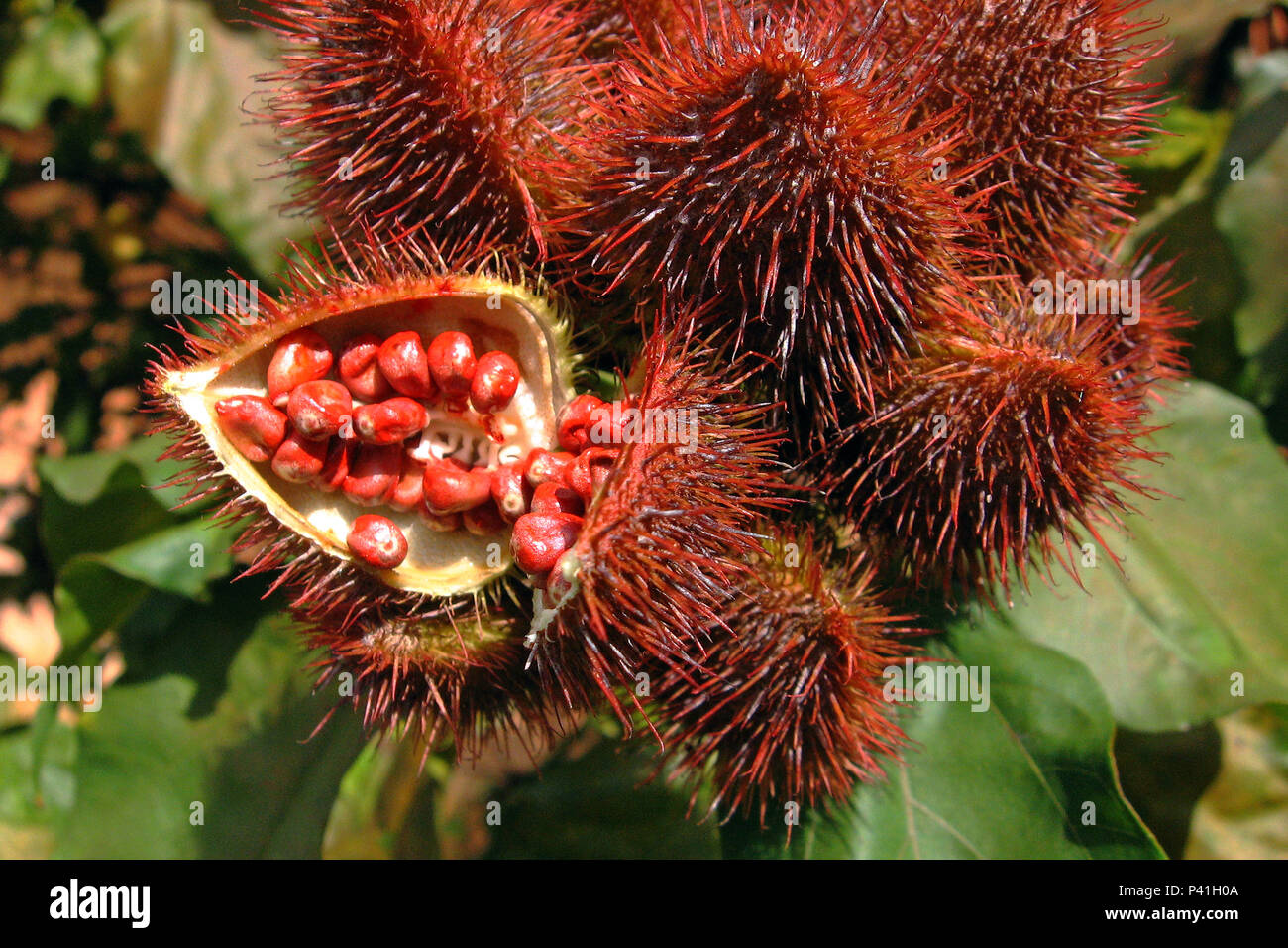Alimenticio hi-res stock photography and images - Alamy