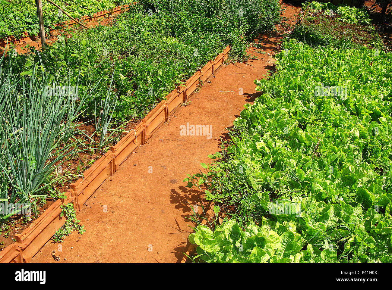 Verduras verdes hi-res stock photography and images - Alamy