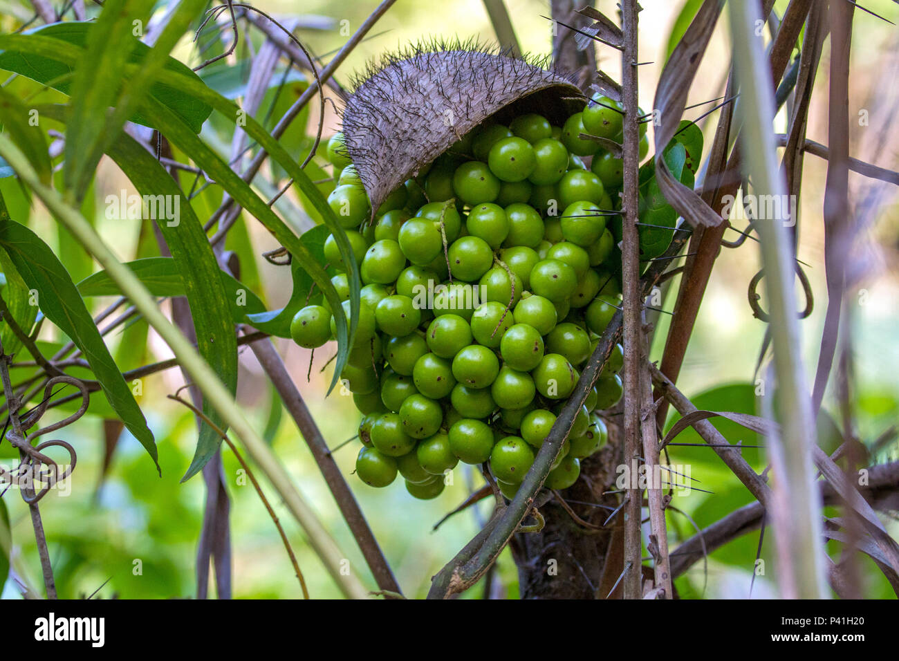 Aquidauana - MS Palmeira Tucum Bactris setosa Uva do Cerrado coquinho ...