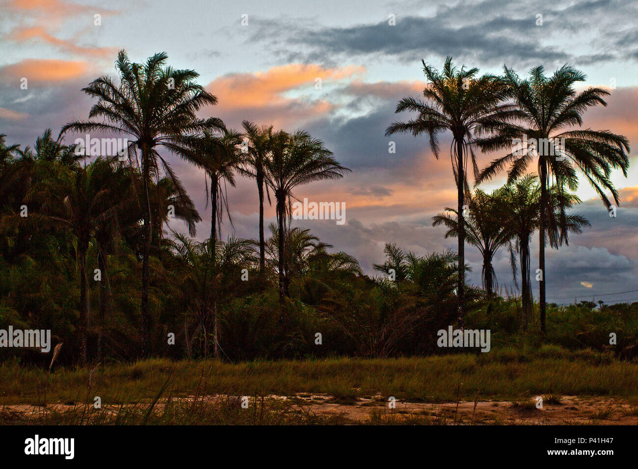 Pe de dende hi-res stock photography and images - Alamy