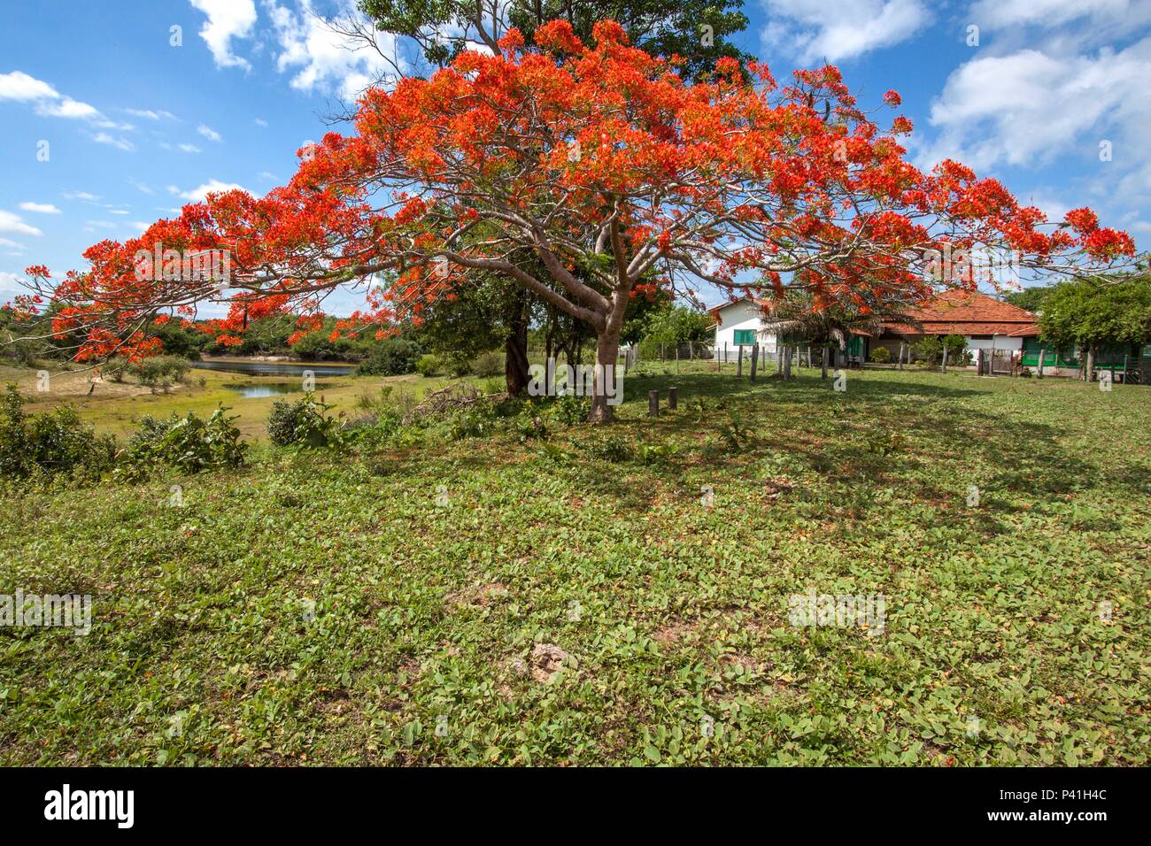 árvore flamboyant hi-res stock photography and images - Alamy