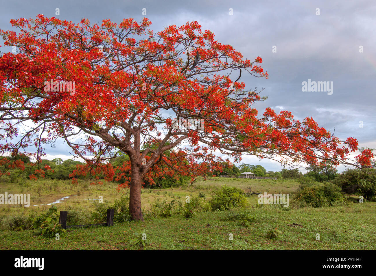 Delonix regia raf hi-res stock photography and images - Alamy