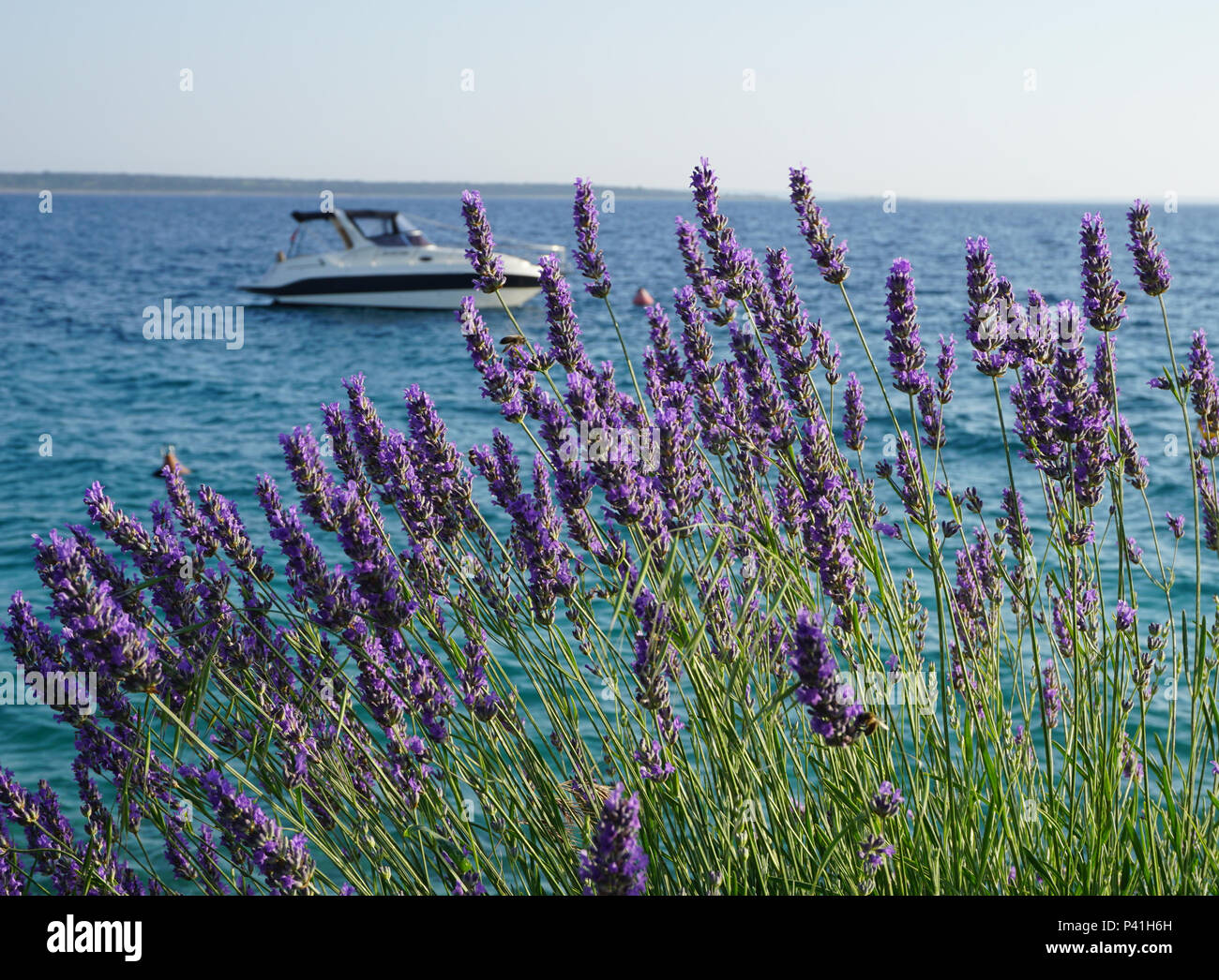 Mediterranean sea lavender hi-res stock photography and images - Alamy