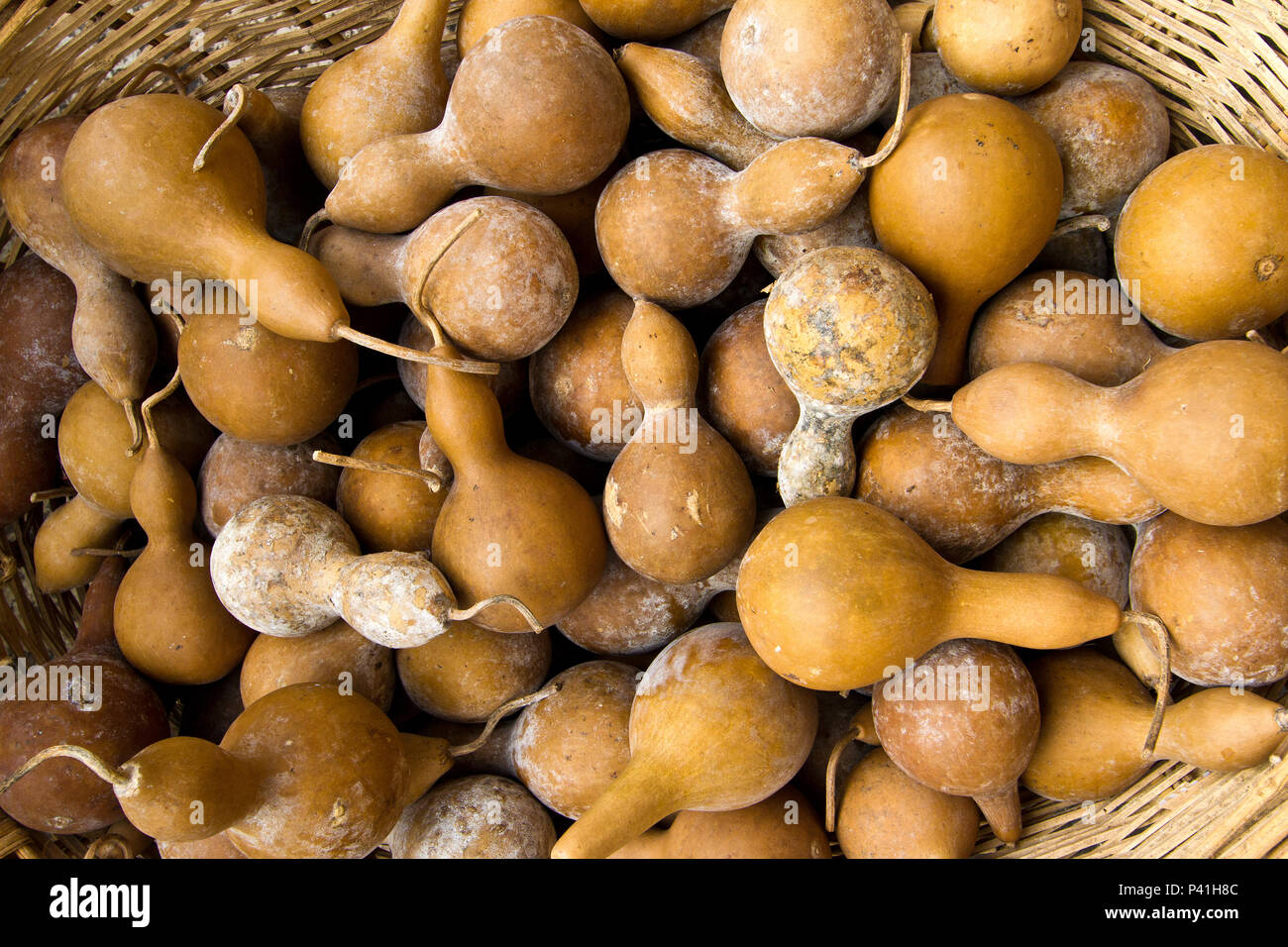Recife-PE Cabaças Lagenaria siceraria porongo porungo frutos secos ...