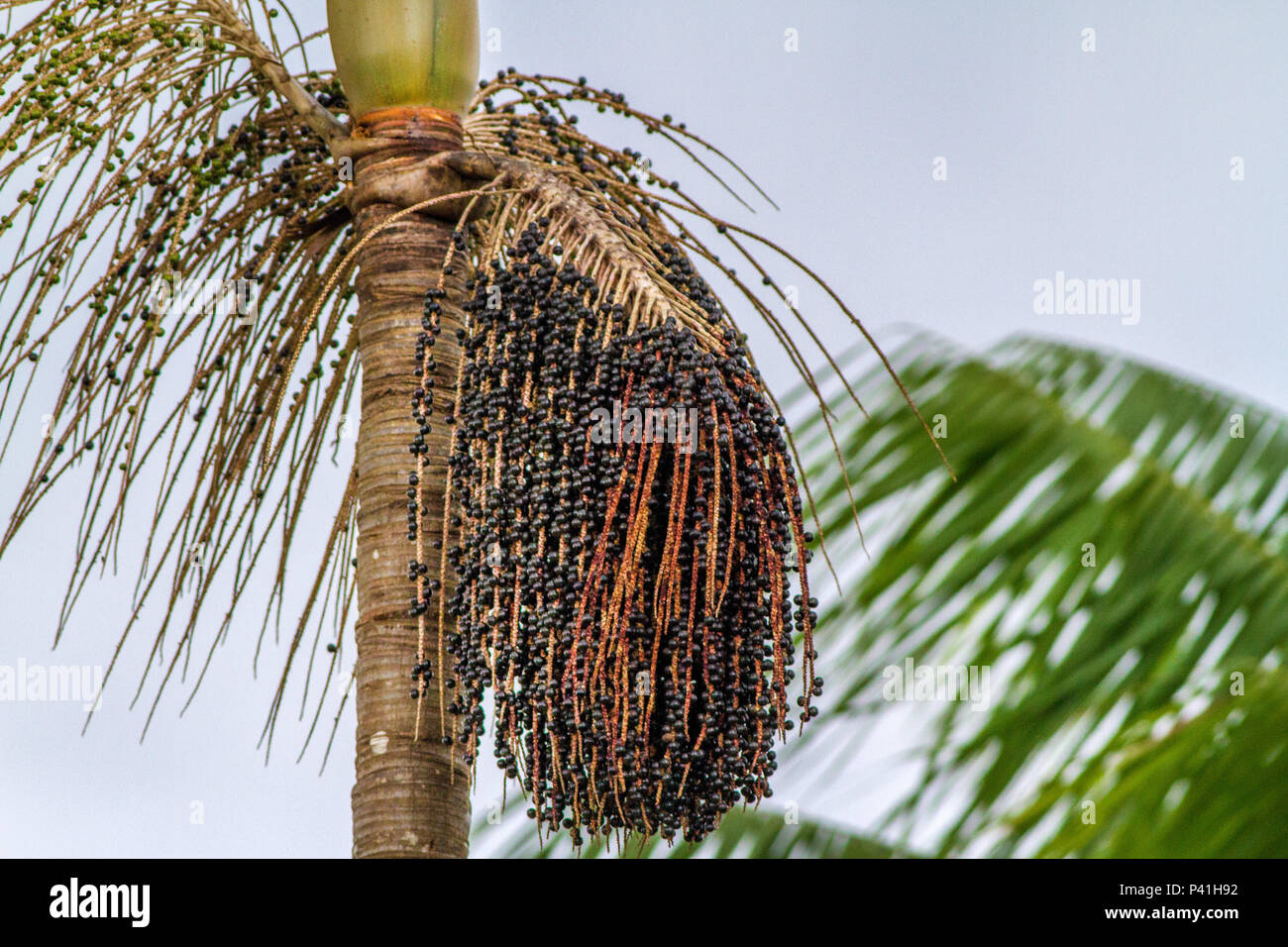 Presidente Figueiredo - AM Açaizeiro uaçaí açaí-branco açaizeiro ...