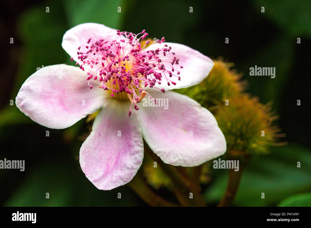 Jarinu-SP Urucu urucum fruto do urucuzeiro urucueiro Flor do Urucum ...