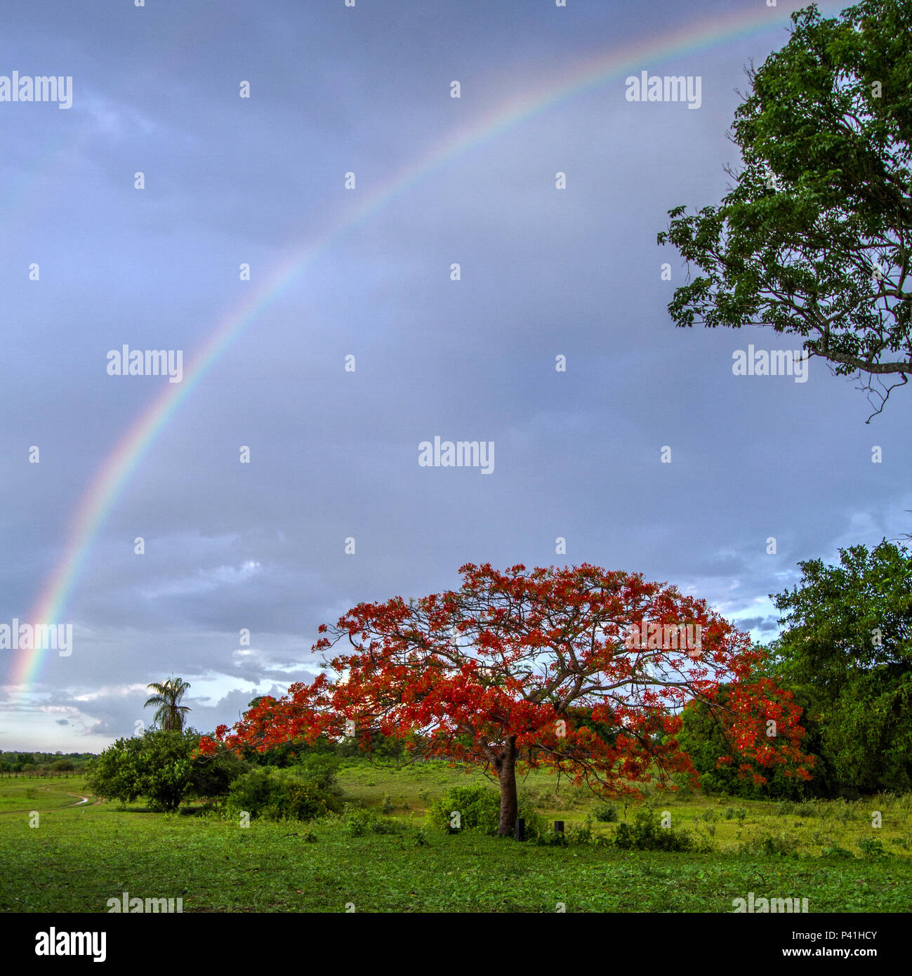 Fazenda barra mansa hi-res stock photography and images - Alamy