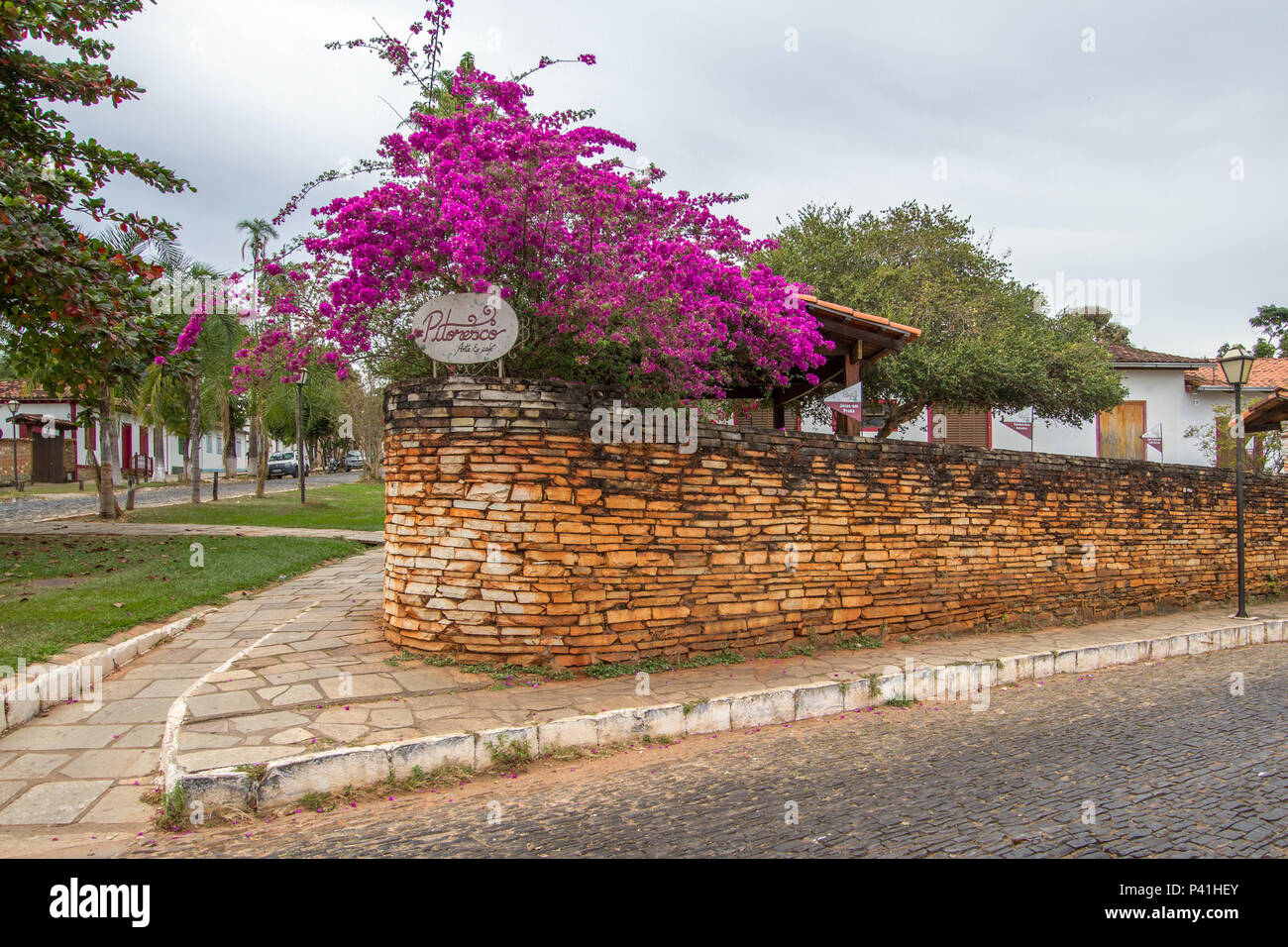 Pirenópolis - GO Primavera Bougainvillea glabra flor trepadeira ...