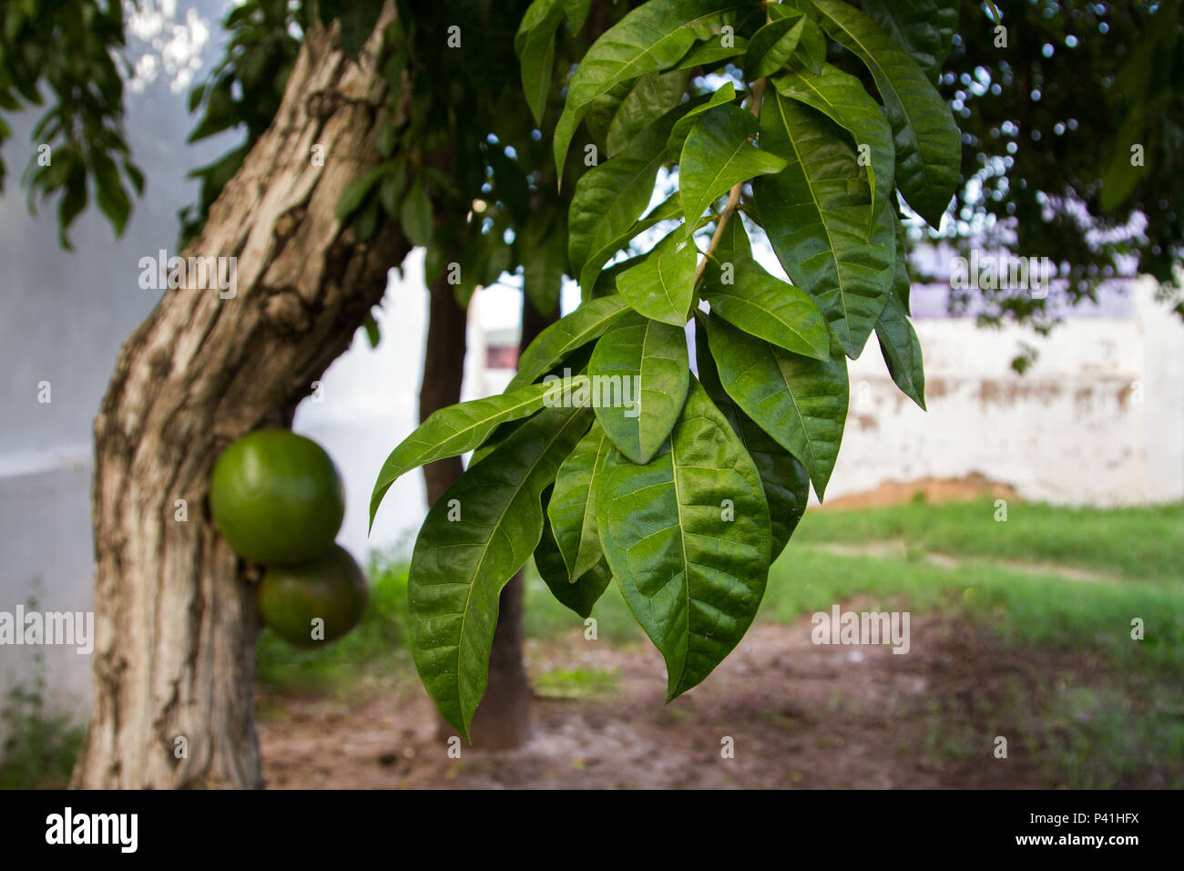 COITÉ vem do tupi e significa “vasilha ou panela” Penedo - AL Coité ...