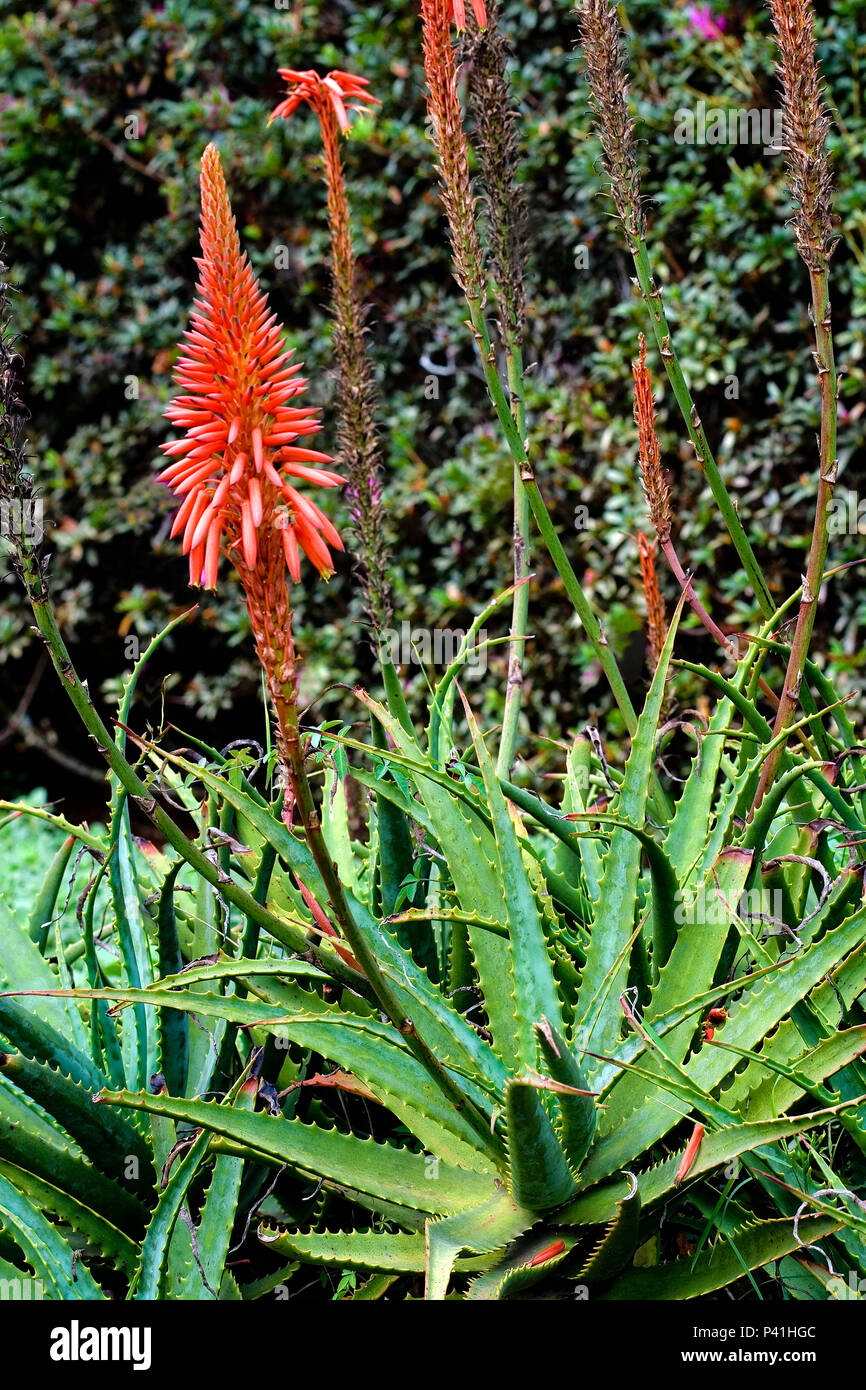 Babosa hi-res stock photography and images - Alamy