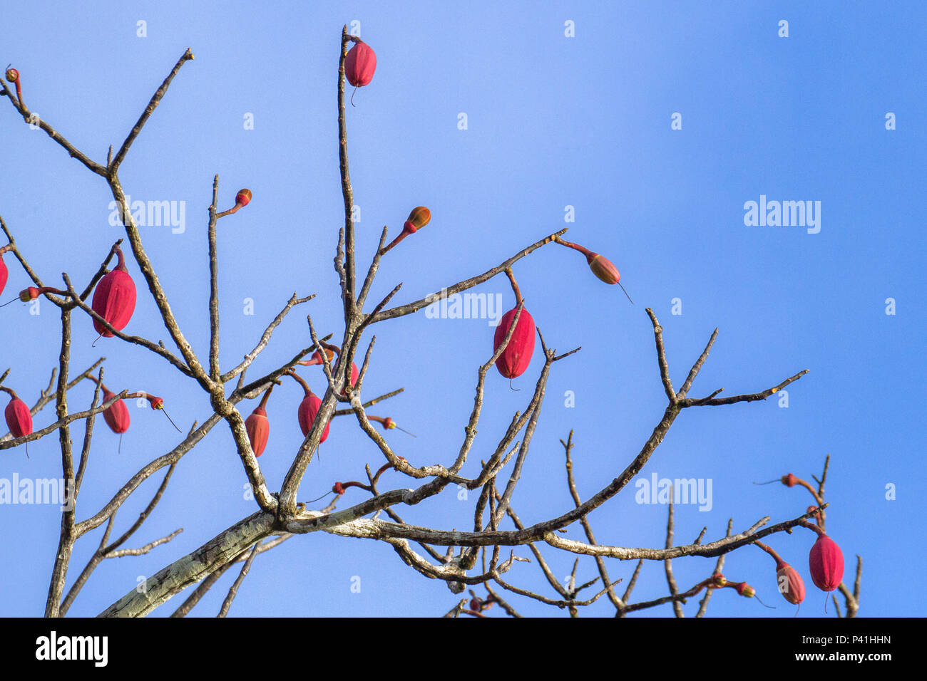 Mungubeira hi-res stock photography and images - Alamy