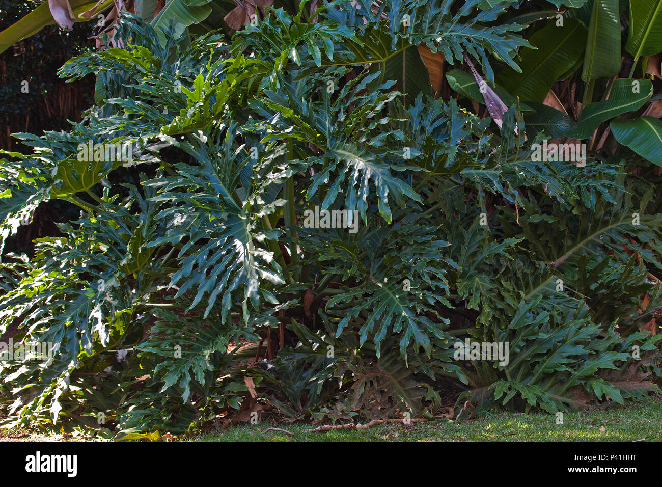 FILODENDRO planta Flora Natureza Stock Photo - Alamy