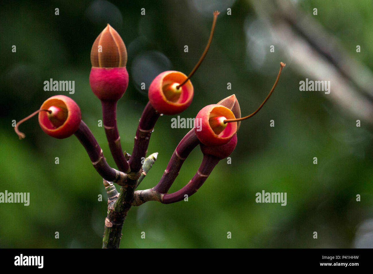 Mungubeira hi-res stock photography and images - Alamy