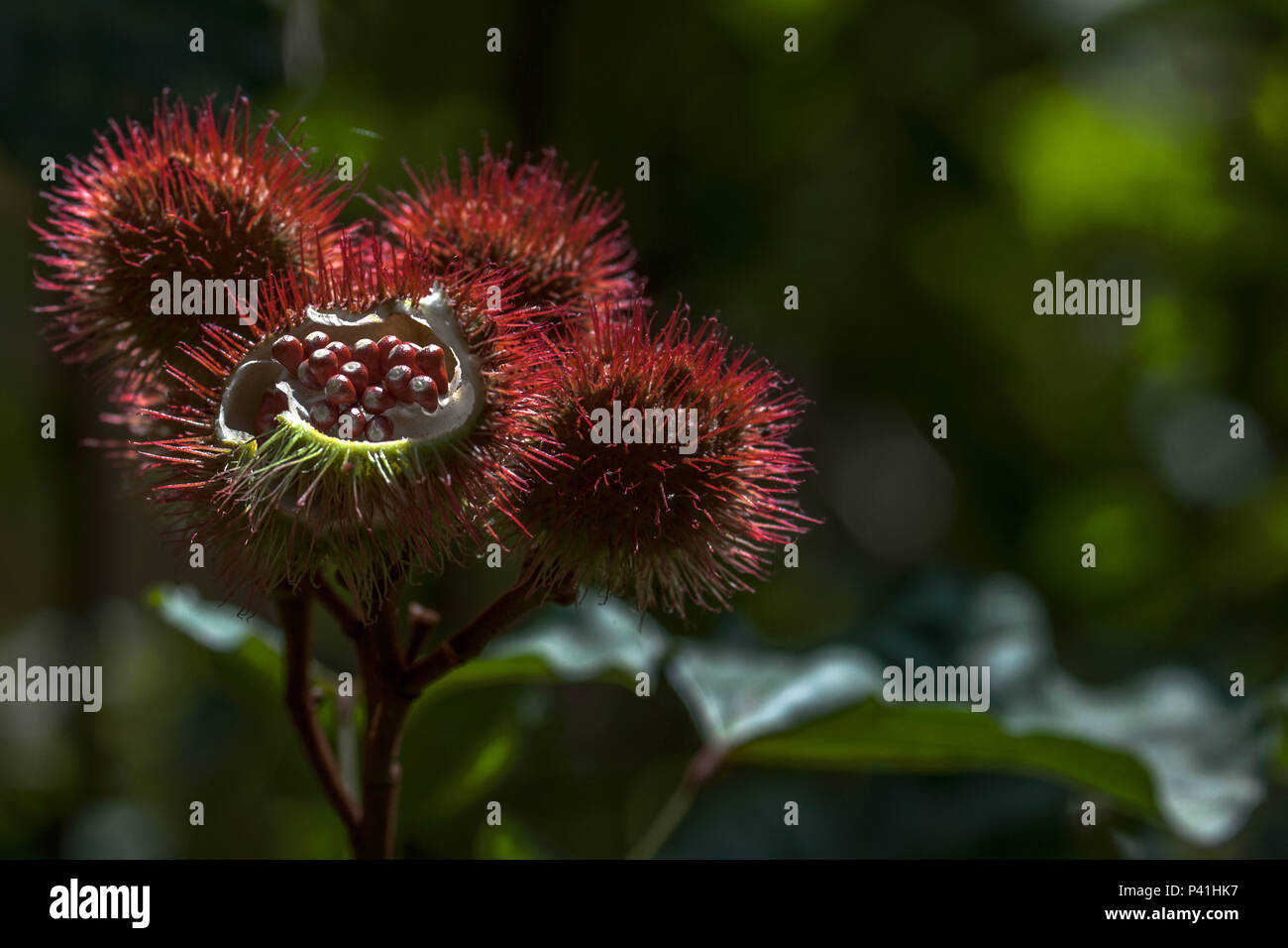 Urucuba hi-res stock photography and images - Alamy