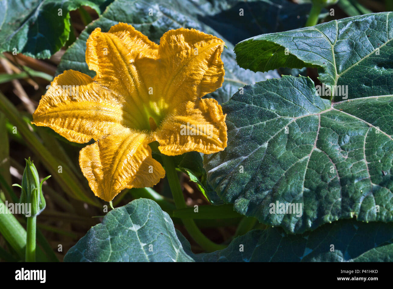 Cabocha hi-res stock photography and images - Alamy