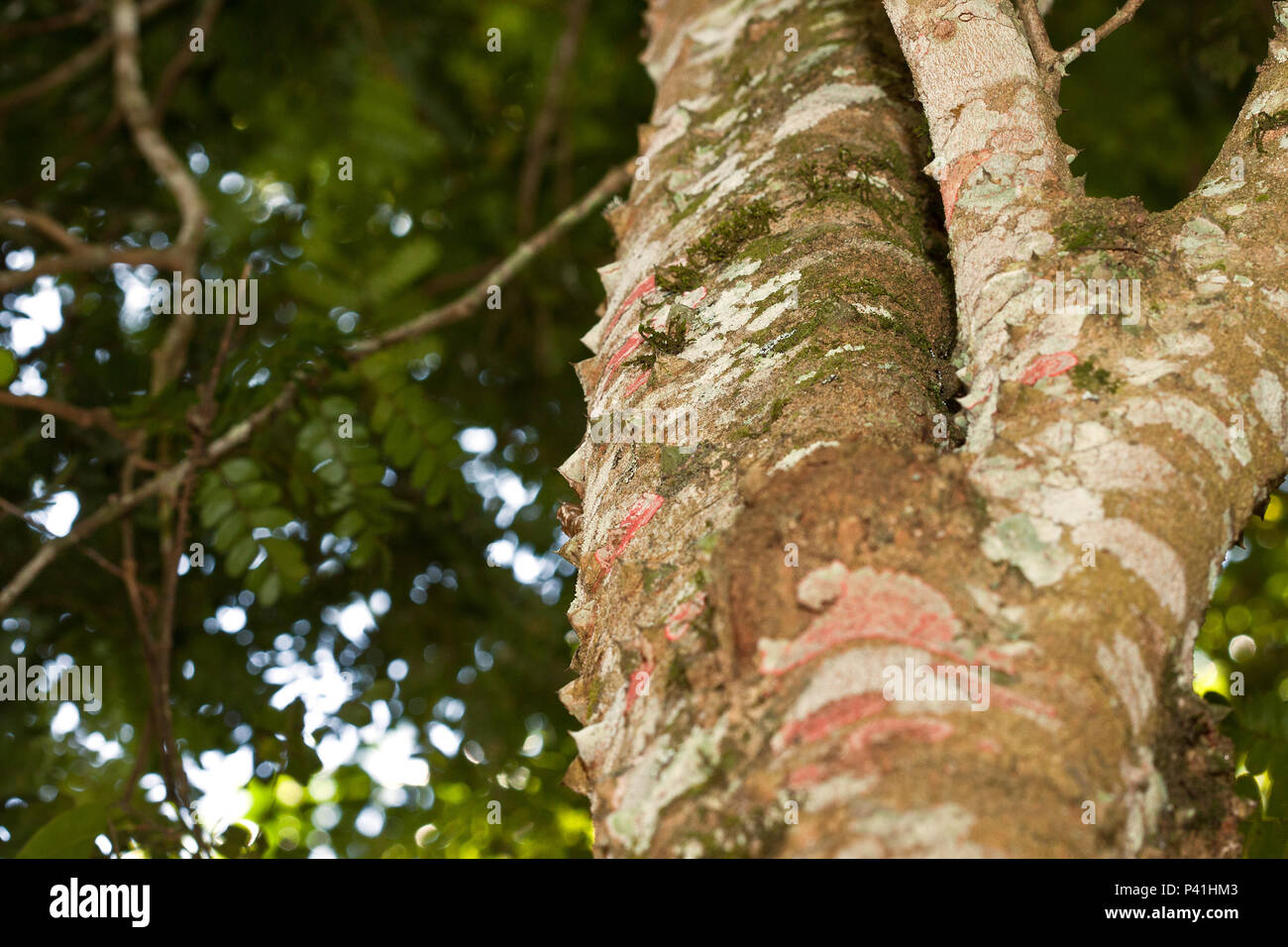 Caesalpinia echinata lam hi-res stock photography and images - Alamy