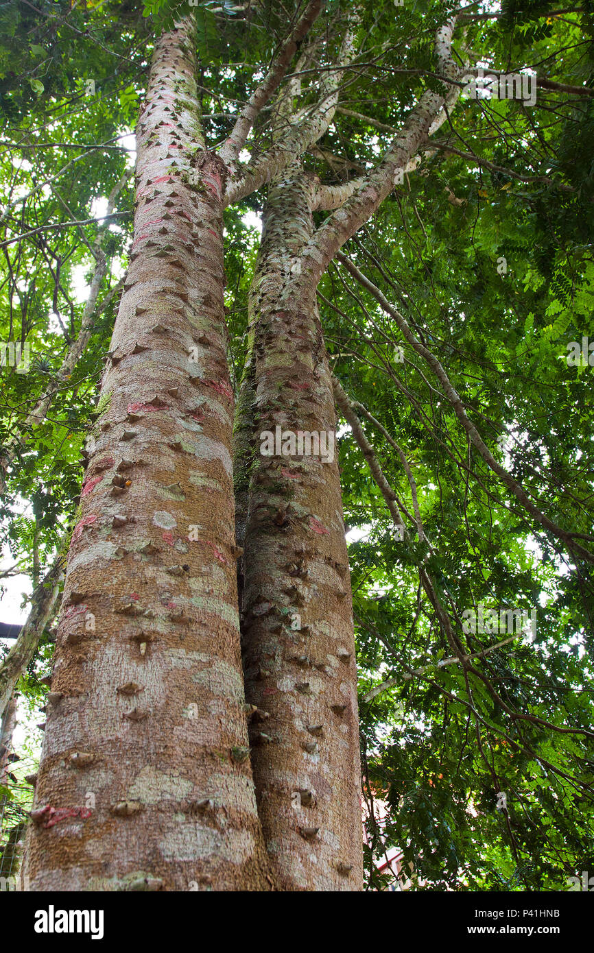 Pau Brasil rvore rvore Pau Brasil Caesalpinia Echinata Lam Flora Pau Brasil rvore rvore Pau Brasil Caesalpinia Echinata Lam Flora