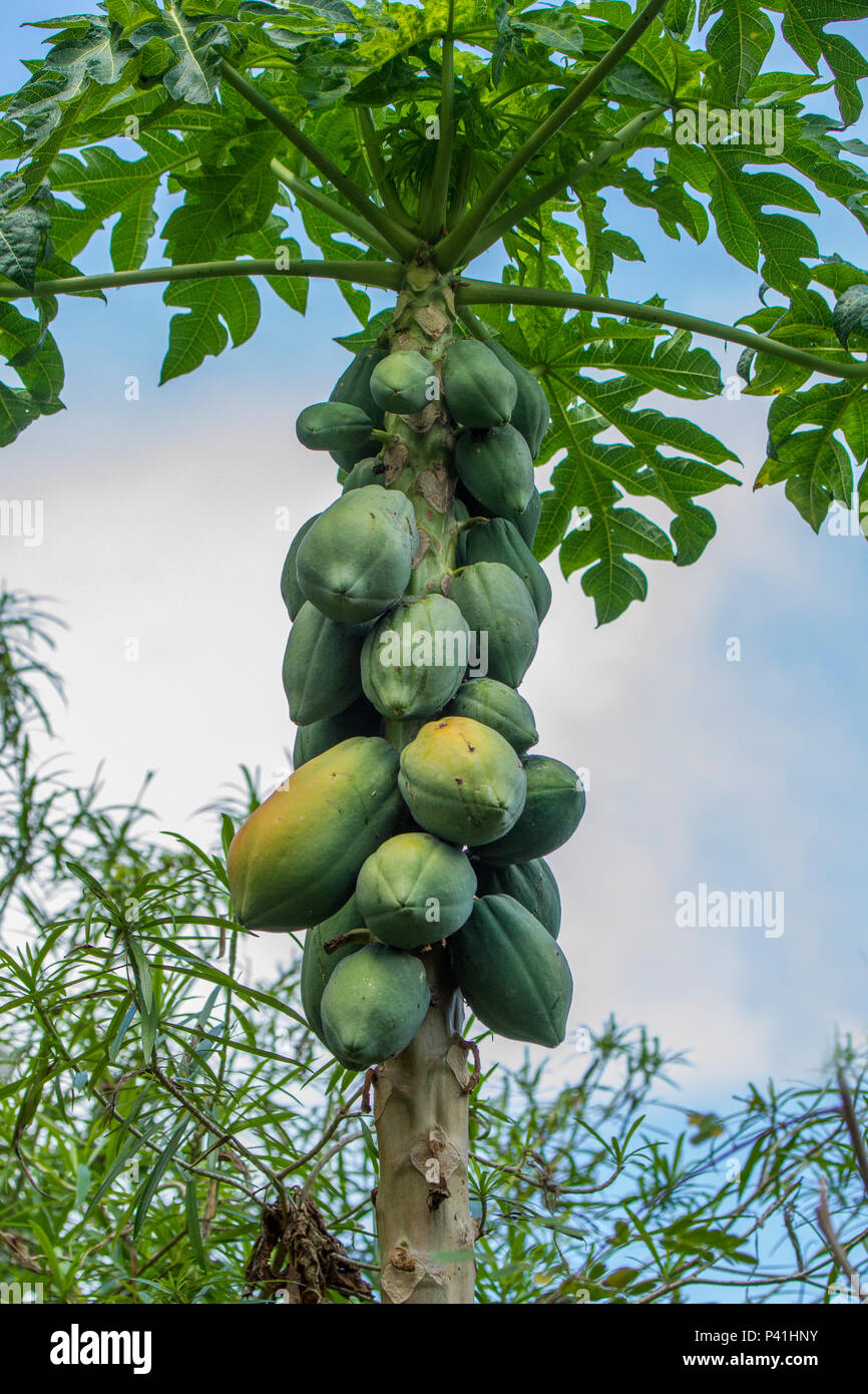 Arvore do mamao hi-res stock photography and images - Alamy