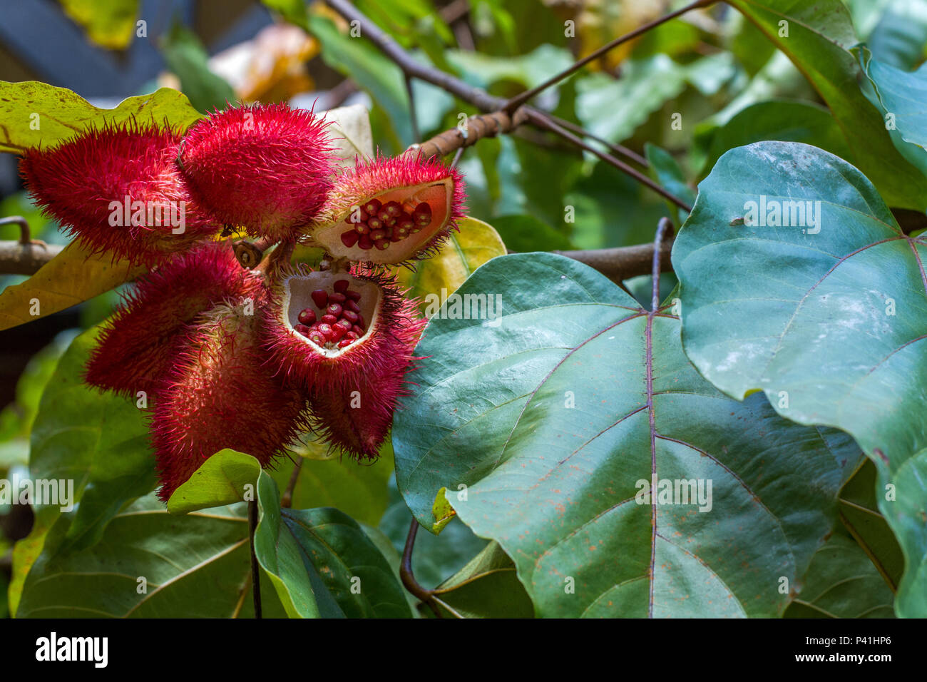 Urucu hi-res stock photography and images - Alamy