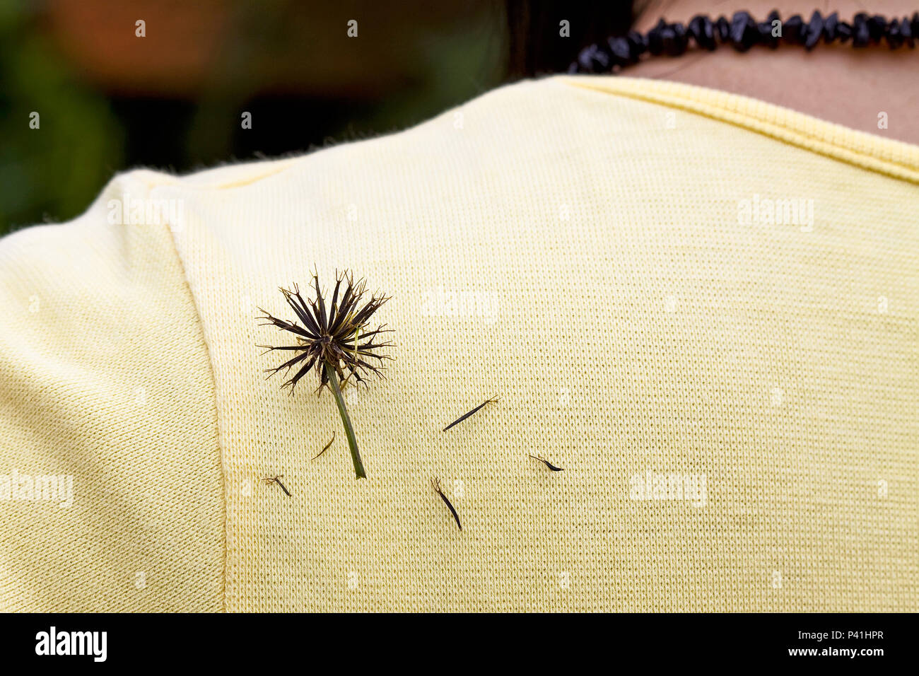 Carrapicho Flora Natureza Stock Photo - Alamy