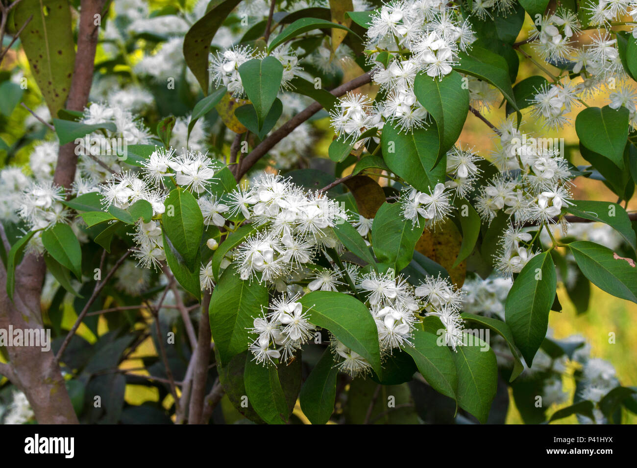 Campomanesia pubescens hi-res stock photography and images - Alamy
