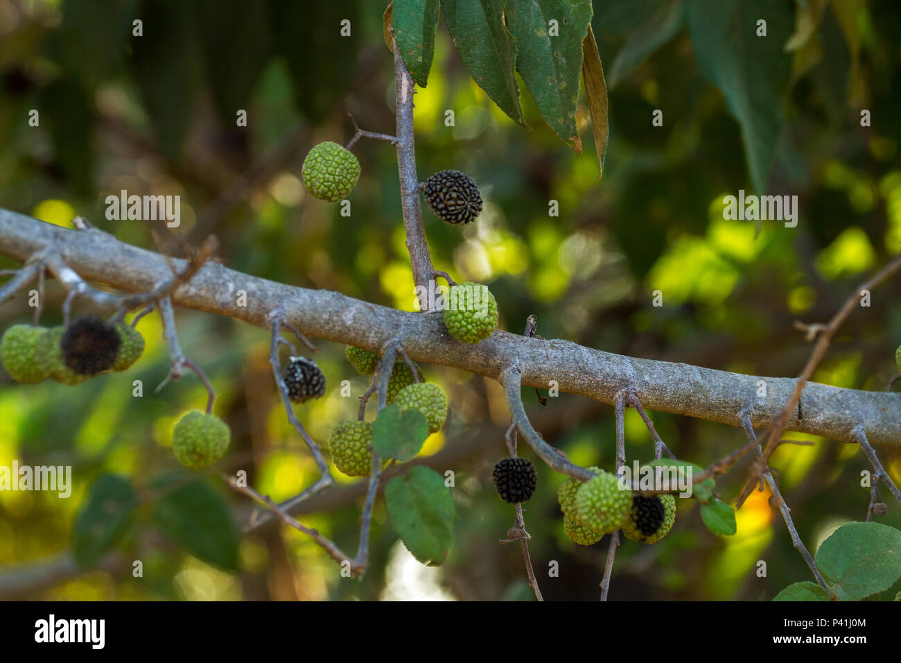 Poconé - MT GUAZUMA ULMIFOLIA Guazuma Mutambo Araticum bravo Cabeça-e ...