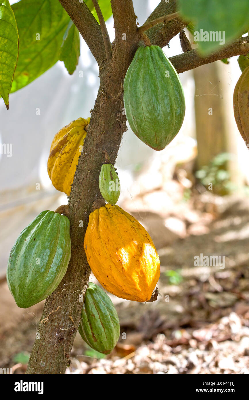 Umbrofila hi-res stock photography and images - Alamy