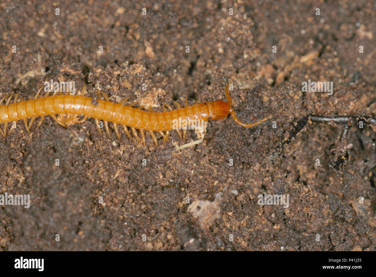 Blind centipede hi-res stock photography and images - Alamy