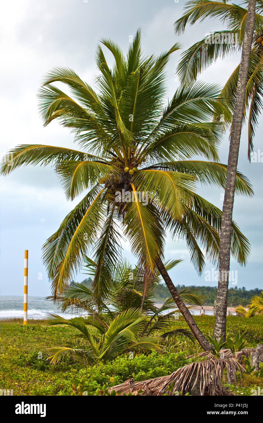 Coqueiro com coco hi-res stock photography and images - Alamy